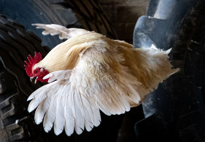 Chickens can fly! - The Drawing Booth Photography - Photography ...