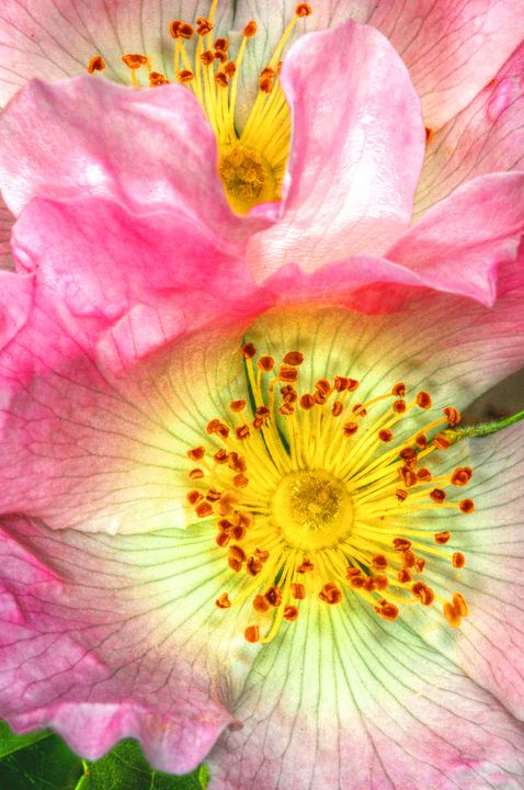 The Wild Roses - Stephen Walton - Photography, Flowers, Plants, & Trees ...