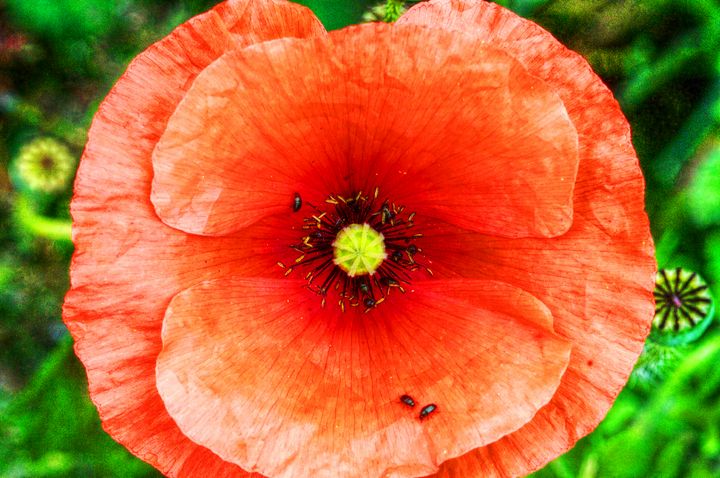 The Poppy - Stephen Walton - Photography, Flowers, Plants, & Trees ...