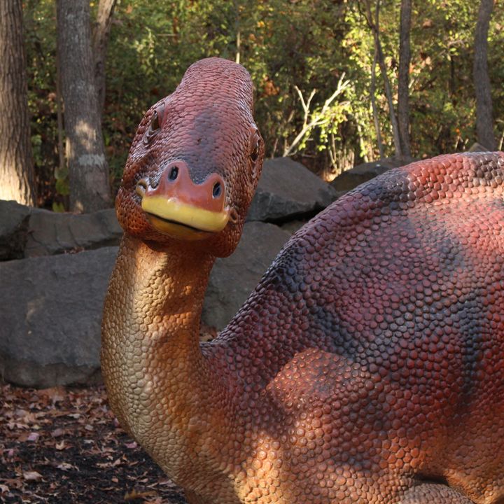 Pretty Dino Diva - Klacey's Photography & Gifts - Photography ...