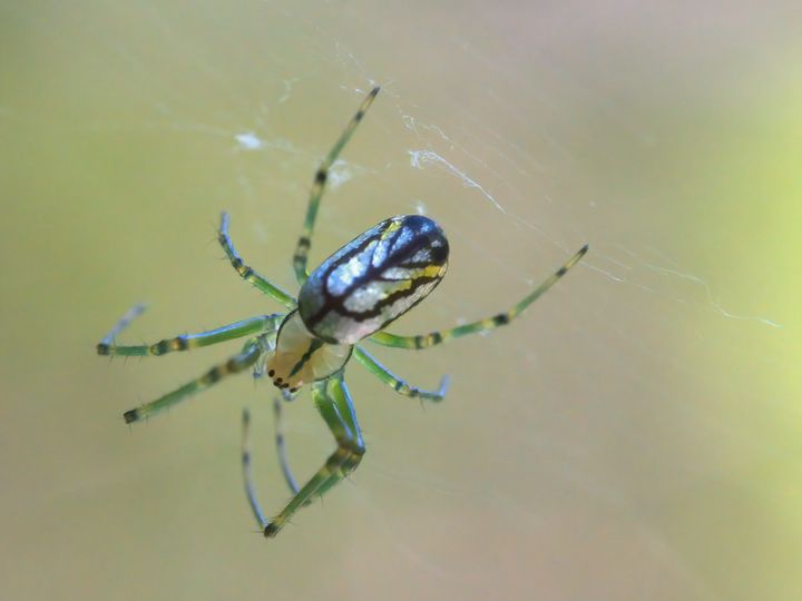 Orchard Spider #4 - Aubrey Moat - Photography, Animals, Birds, & Fish ...
