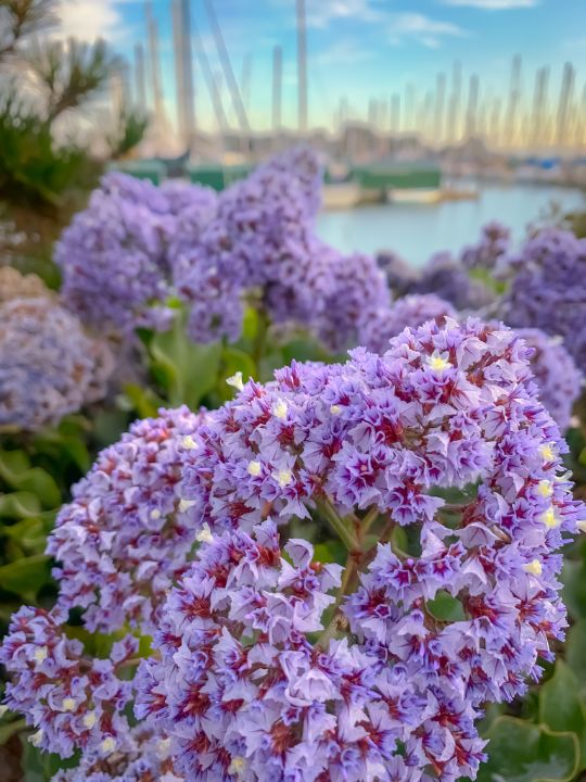 Berkeley Marina - Jess Renay Art - Photography, Flowers, Plants ...