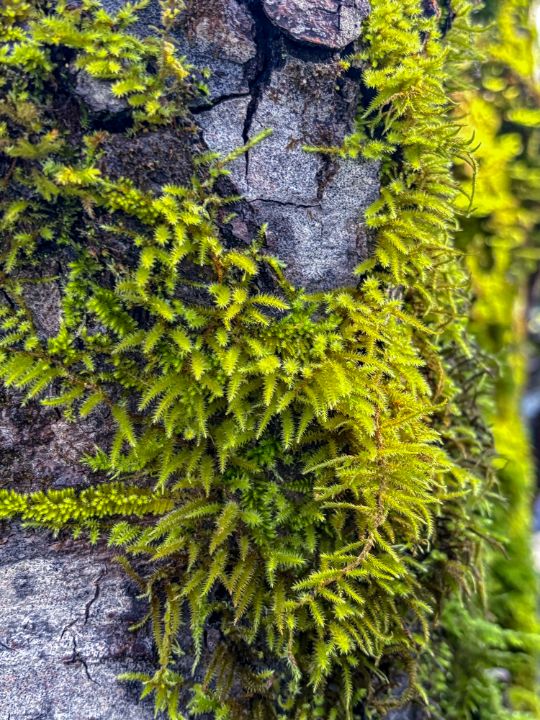 Feather Moss Oak Grove - Jess Renay Art - Photography, Flowers, Plants ...