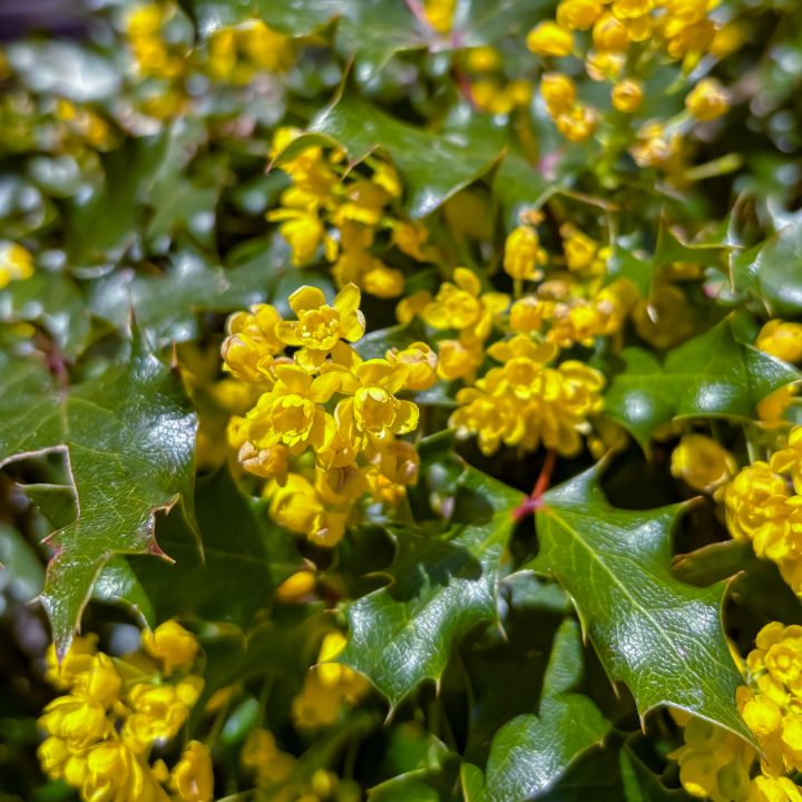 Yellow Barberry - Jess Reynolds Art - Photography, Flowers, Plants ...