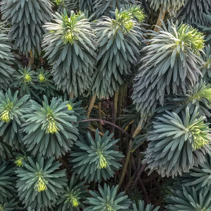 Luminous Needleleaf - Jess Renay Art - Photography, Flowers, Plants ...