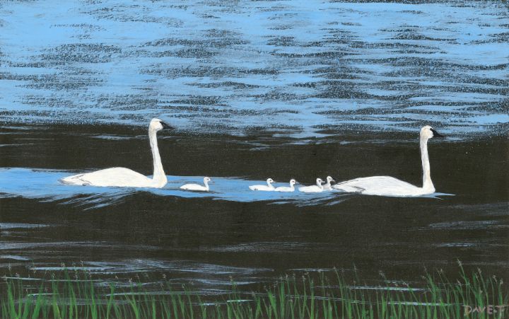 Birds3 - David Forster - Paintings & Prints, Animals, Birds, & Fish ...