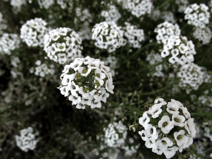 Alyssum - Kayla Tice - Photography, Flowers, Plants, & Trees, Flowers ...