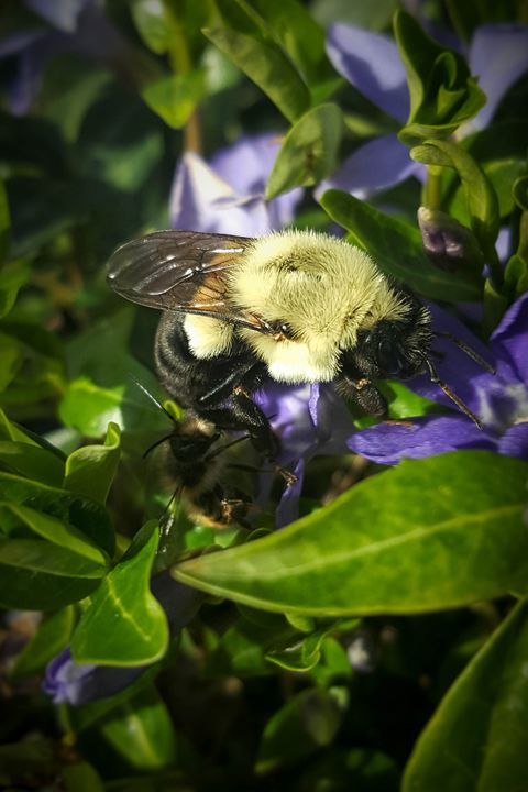 Busy Bees - Mandi May photography - Photography, Animals, Birds, & Fish ...