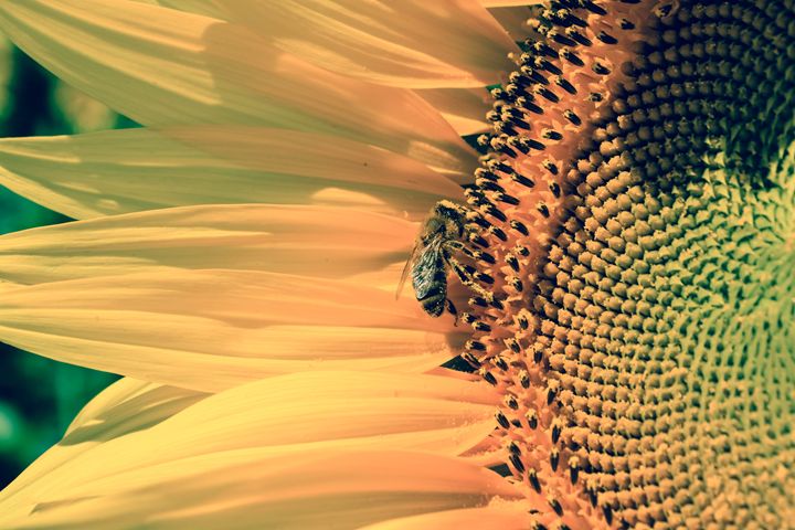 Buzzing bee - Mandi May photography - Photography, Flowers, Plants ...