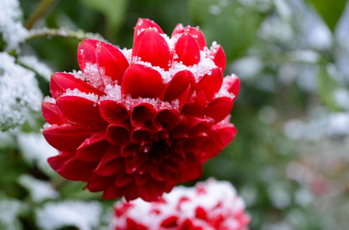 Snow covered Dalhia - Mandi May photography - Photography, Flowers ...