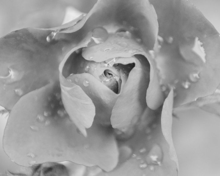 simply white - Mandi May photography - Photography, Flowers, Plants ...