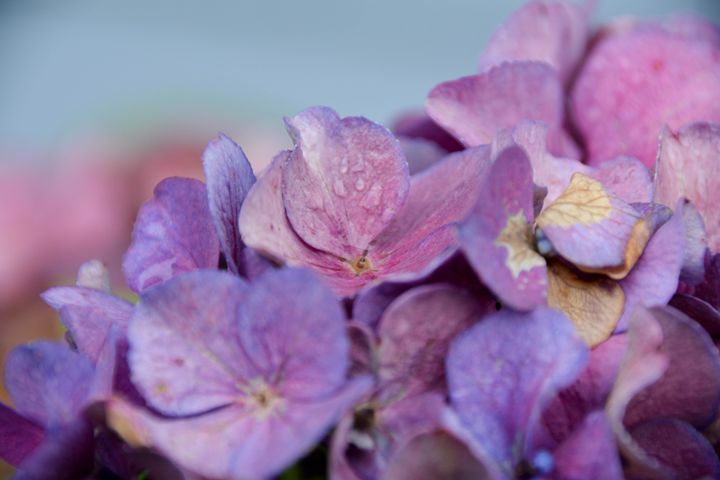 Hydrangea - Mandi May photography - Photography, Flowers, Plants ...