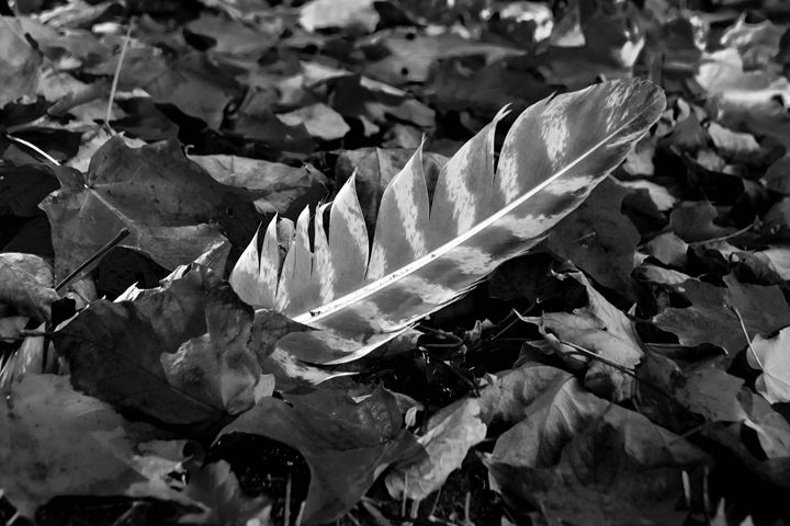 Turkey feather - Mandi May photography - Photography, Animals, Birds ...