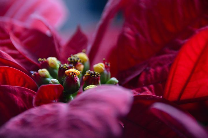 Poinsettia cyathium - Mandi May photography - Photography, Flowers ...