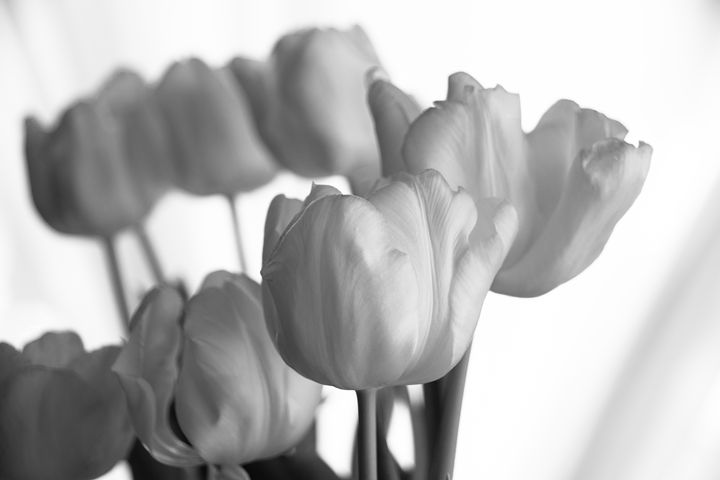 Simply Tulips - Mandi May photography - Photography, Flowers, Plants ...