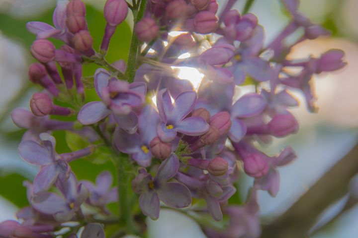 lilacs - Mandi May photography - Photography, Flowers, Plants, & Trees ...