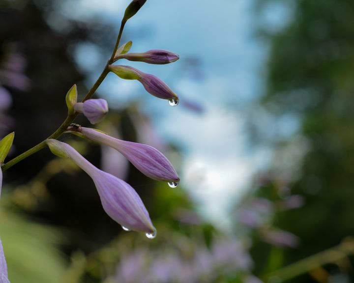 Rain drops on petals - Mandi May photography - Photography, Flowers ...