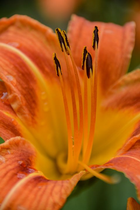 delightful day lily - Mandi May photography - Photography, Flowers ...