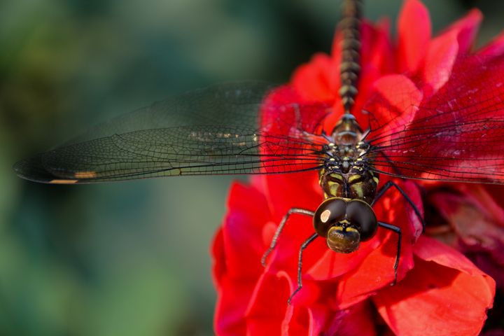 dragonfly on Dahlia - Mandi May photography - Photography, Animals ...
