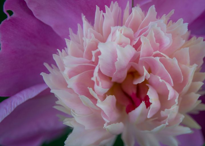 Spring time peony - Mandi May photography - Photography, Flowers ...