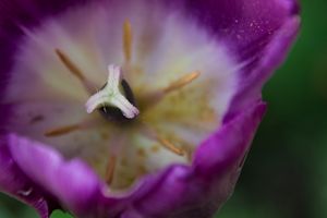 Mandi May photography - Photography