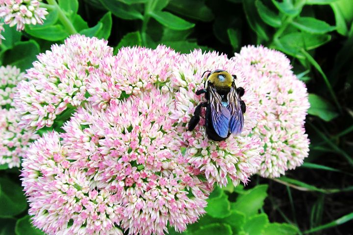 Busy bee - Mandi May photography - Photography, Animals, Birds, & Fish ...