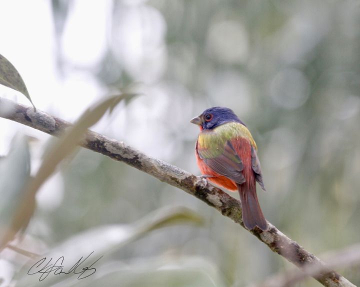 Male Painted Bunting - Caroline Sankey Photography - Photography ...