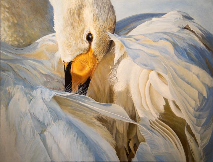 RUFFLED - Wooper Swan ( 2019 ) - Chami's Art - Paintings & Prints ...