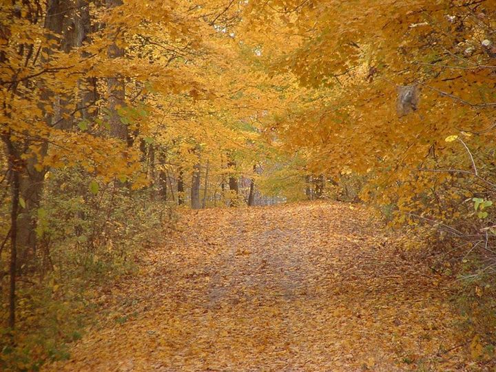 FALL TREES - SUNSETS - Photography, Landscapes & Nature, Seasons ...