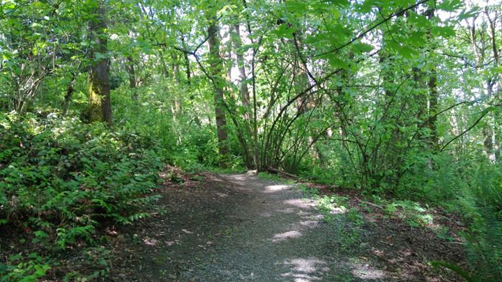 Seattle Park Trail - Nonconformist101 - Photography, Landscapes ...