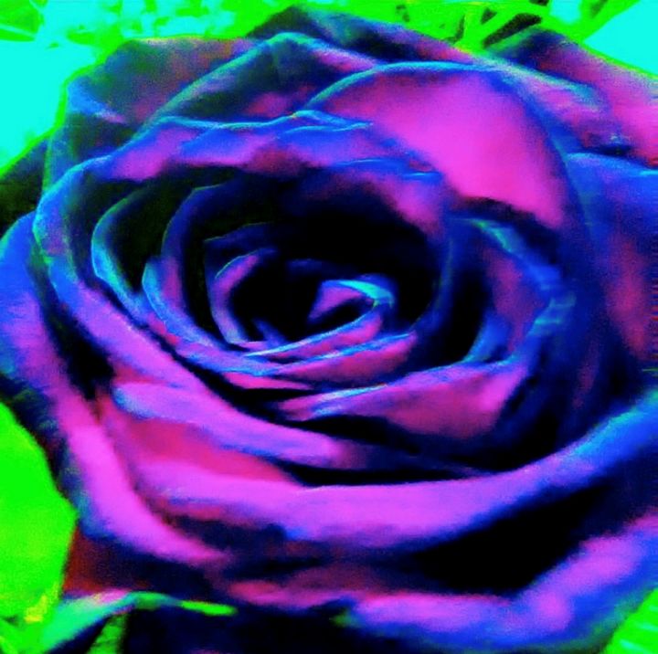 Vivid Rose - South-Astro Creatives Inc. - Photography, Flowers, Plants ...