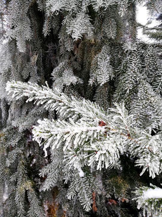 Frozen tree - Janita ART - Photography, Flowers, Plants, & Trees, Trees ...