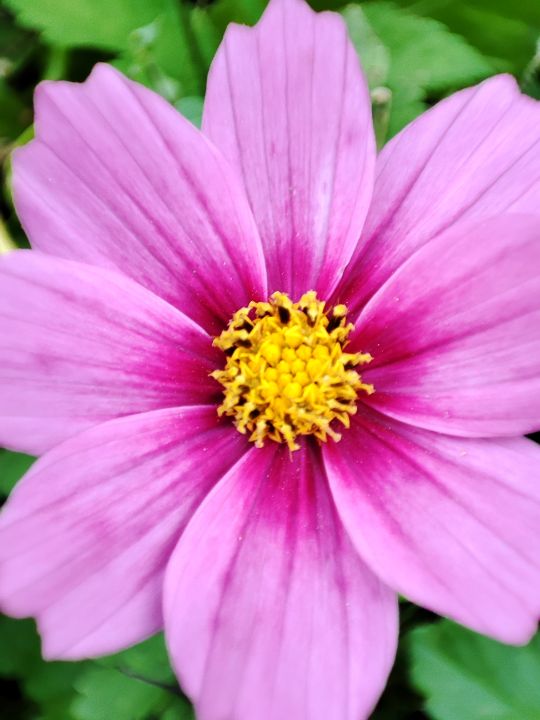 Cosmos bipinnatus - kvet - Janita ART - Photography, Flowers, Plants ...