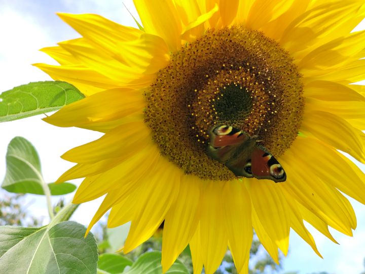 Sunflower With Butterfly 2 - Jana ART - Photography, Animals, Birds ...