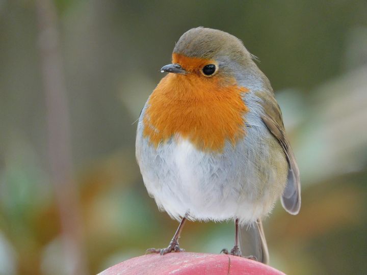 Red robin - Sky - Photography, Animals, Birds, & Fish, Birds, Robins ...