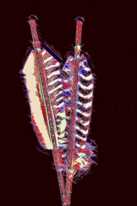 Arrow Feathers - Image Shifting - Photography, Still Life, Other Still Life - ArtPal