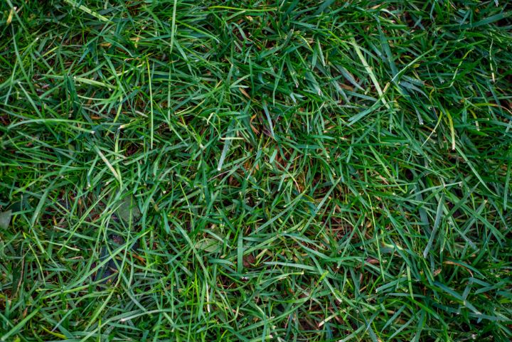 Grass Close-Up - Nature Studio Thirty Three - Photography, Landscapes ...