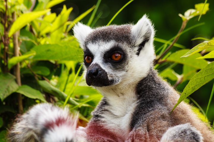 close-up of a lemur of Madagascar - susanna mattioda - Photography ...