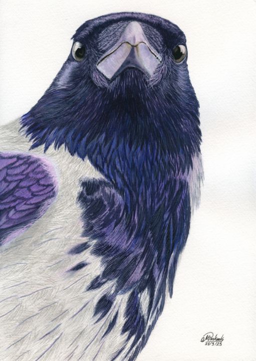 Watercolour Painting, Hooded Crow - Mo's Artwork - Paintings & Prints ...