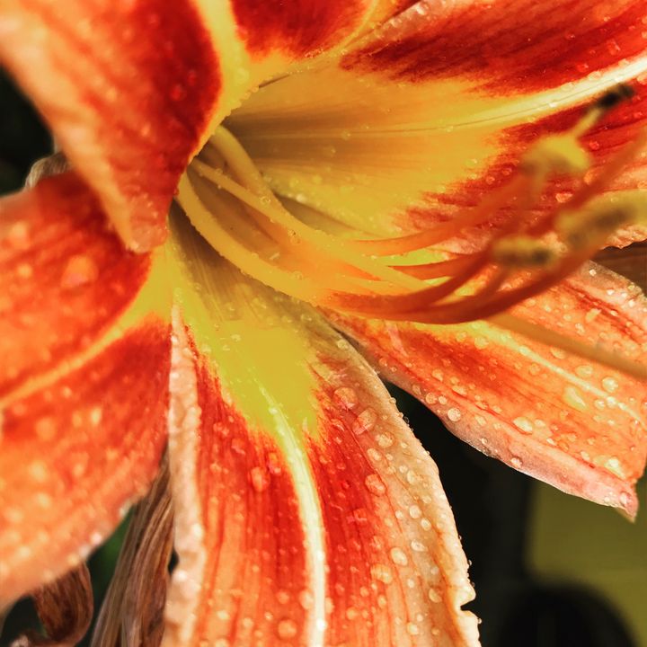 Flower Power - Kenzie - Photography, Flowers, Plants, & Trees, Flowers ...