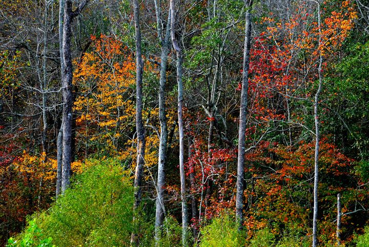 Fall trees - Gregg's Americana - Photography, Landscapes & Nature ...