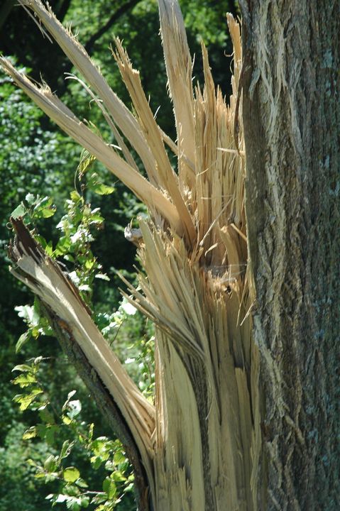 Life in the broken - Hidden Mouse Art - Photography, Flowers, Plants ...