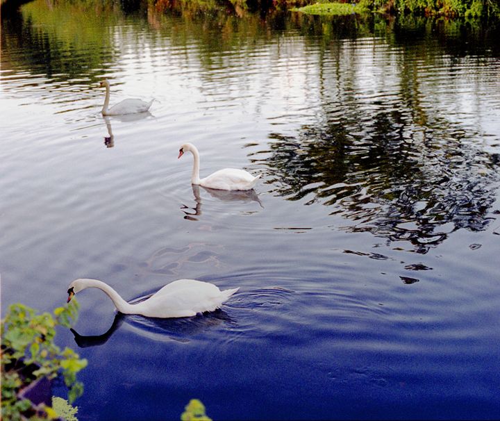 A group of 3 Swan's in colour - Envisual - Photography, Animals, Birds ...