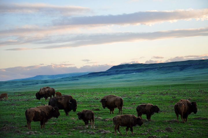 Buffalo Fields - Green Tranquility Photography - Photography ...