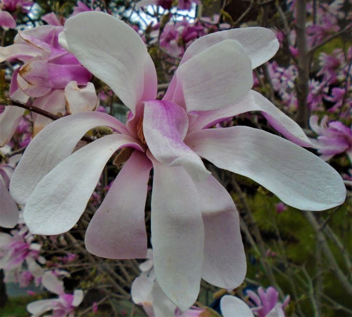 Magnificent Magnolia - VDM MIKIC V Photography - Photography, Flowers ...