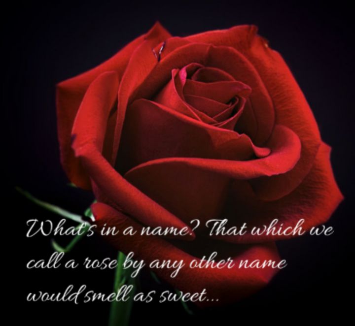 Rose By Any Other Name Forbes Photography Flowers Plants Trees rose-by-any-other-name-forbes-photography-flowers-plants-trees