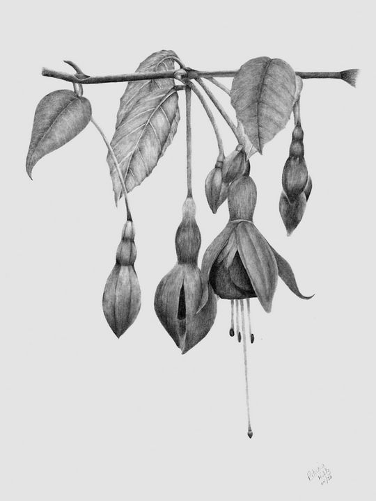 Buy Fuchsia, Flowers A-H, Flowers, Flowers, Plants, & Trees, Drawings ...