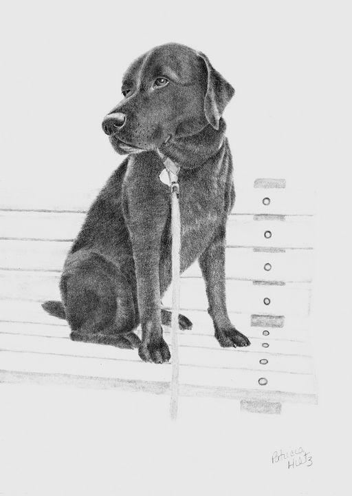 Black Lab - PatriciaHiltz - Drawings & Illustration, Animals, Birds ...