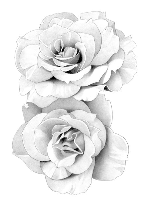 Roses Pencil Drawing - Matthew Hack - Drawings & Illustration, Flowers ...