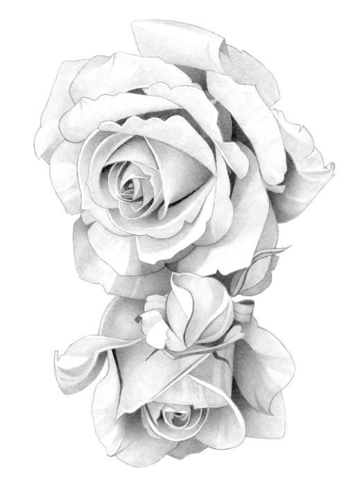 Roses Pencil Drawing - Matthew Hack - Drawings & Illustration, Flowers ...